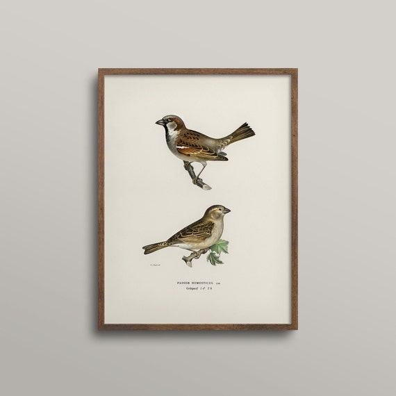 Vintage Birds Painting Digital Download Chiffchaff & Sparrow - Etsy