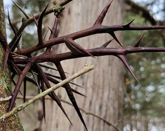 locust thorns