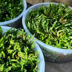 Spoon Leaved Moss, Bryoandersonia Illecebra, Live Terrarium Moss - Etsy