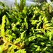 Spoon Leaved Moss, Bryoandersonia Illecebra, Live Terrarium Moss - Etsy
