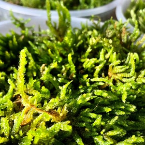 Spoon Leaved Moss, Bryoandersonia Illecebra, Live Terrarium Moss - Etsy