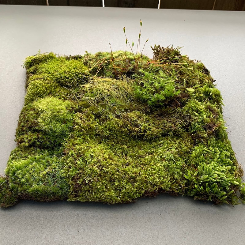 Wall Moss Art Real Plants - Etsy