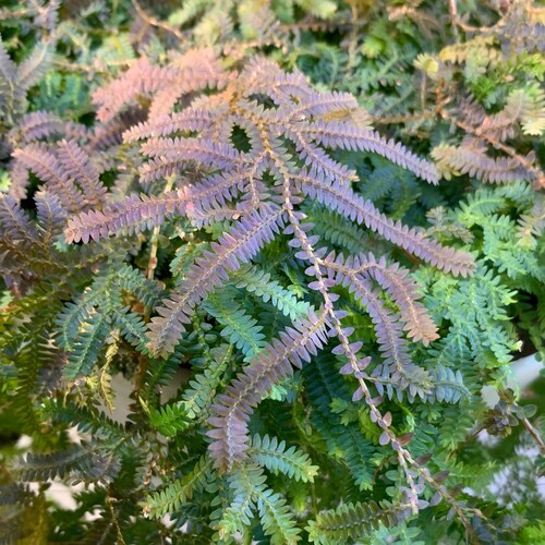 4 Peacock Fern Rainbow Spikemoss selaginella - Etsy