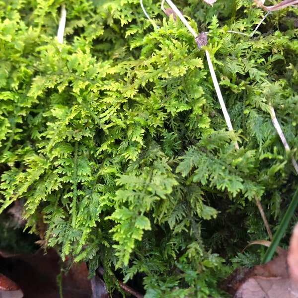 Green Sheet Moss - Etsy