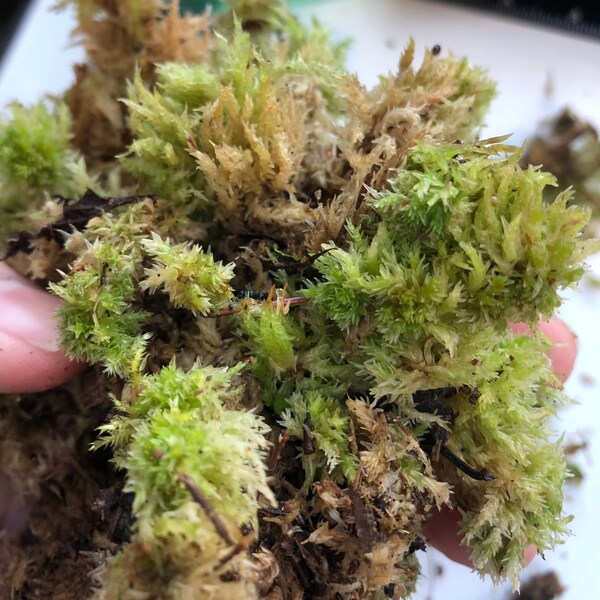 Terrarium Moss - Etsy