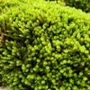 Spoon Leaved Moss, Bryoandersonia Illecebra, Live Terrarium Moss - Etsy