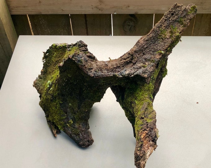 Mossy Wood 15” Terrarium Decor Natural Wood - Etsy