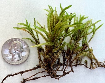 American Tree Moss - Etsy