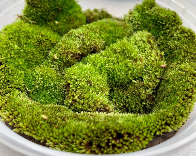 Silver Moss Bryum Argenteum Silvergreen Moss - Etsy