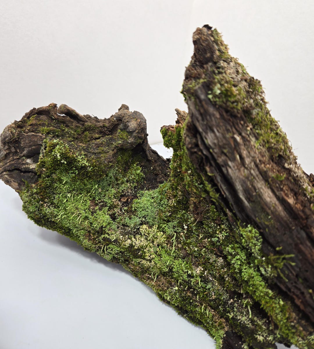 Mossy Wood With Live Moss and Lichens, All Natural Terrarium Decor, 16 ...