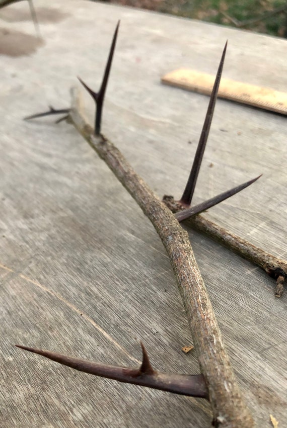Black Locust Thorns