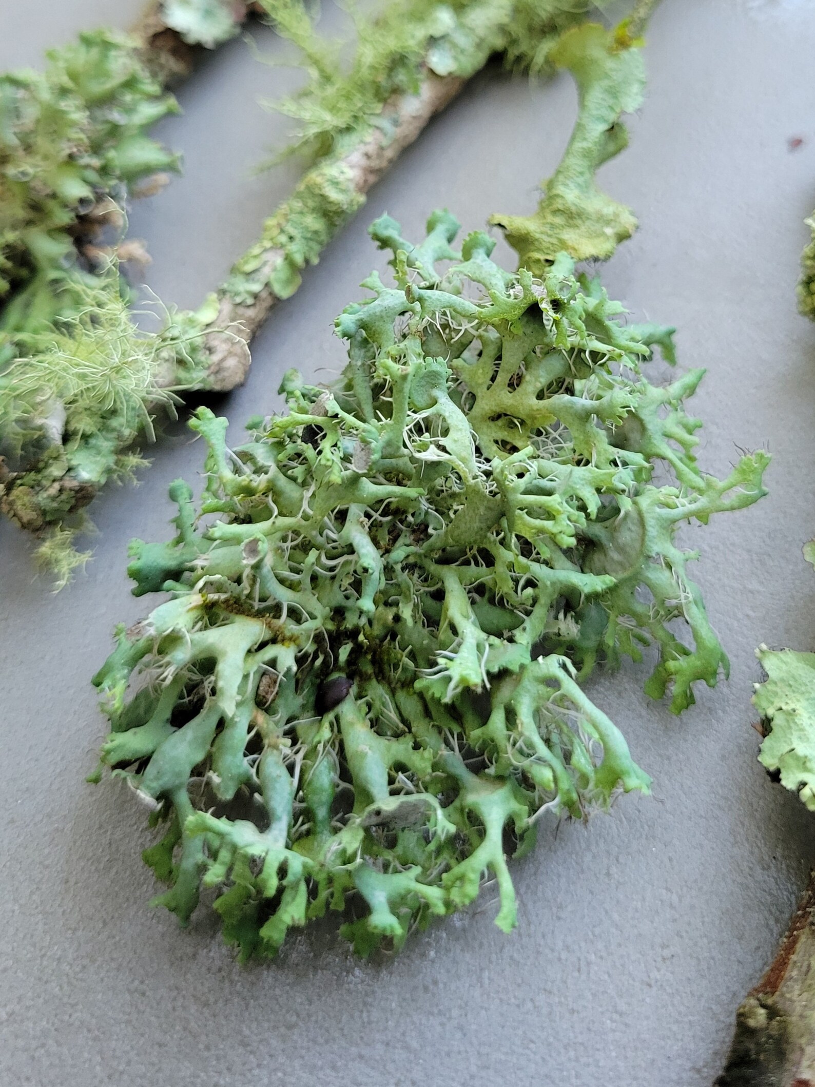 Natural Lichen Branches: Colorful Lichen Varieties and Assorted Sizes ...