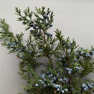 Fresh Cut Juniper Boughs With Berries, Natural Holiday Decor - Etsy