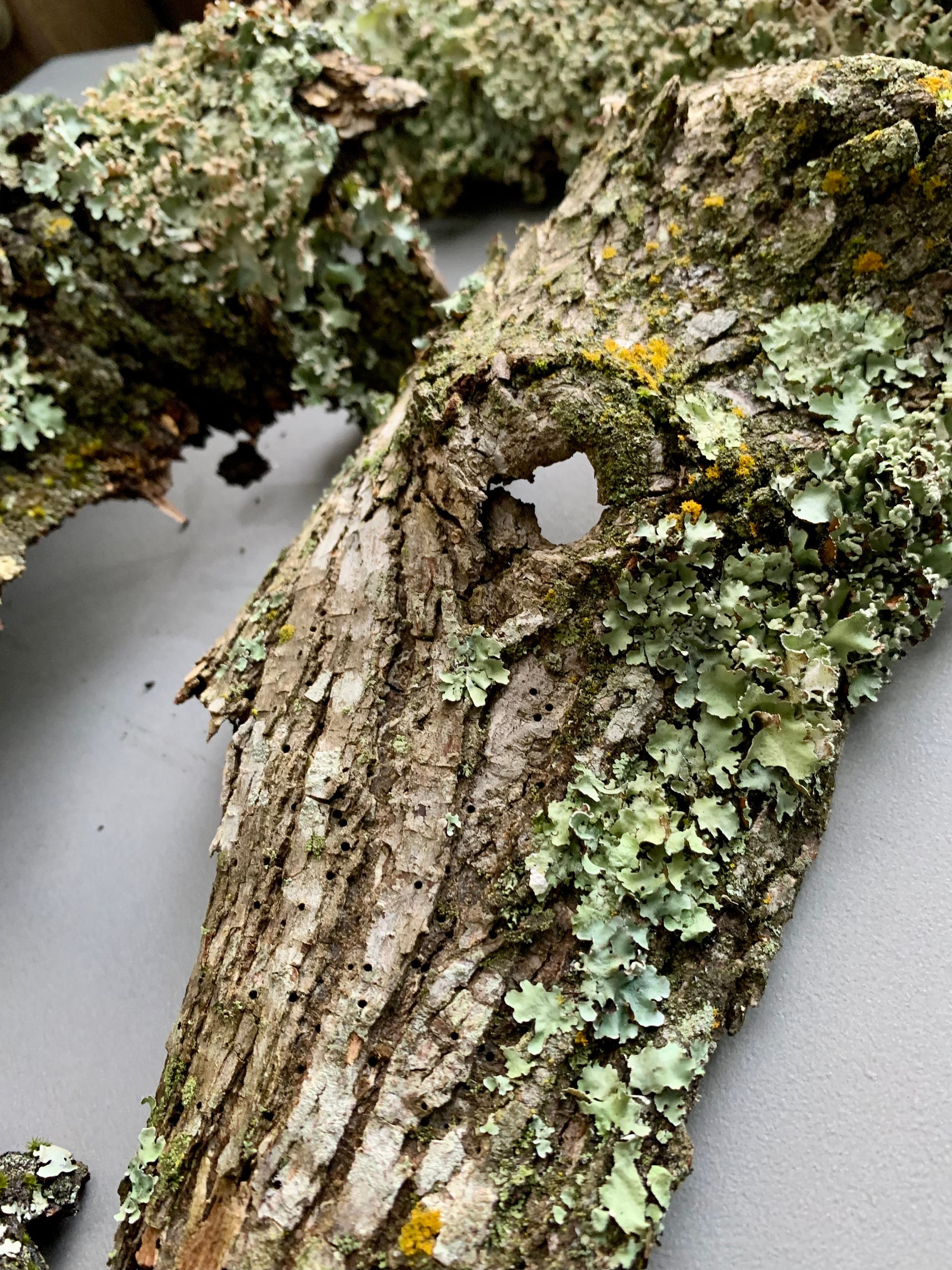 Lichen Bark Assortment 3 Sizes Available All Natural Terrarium Decor - Etsy