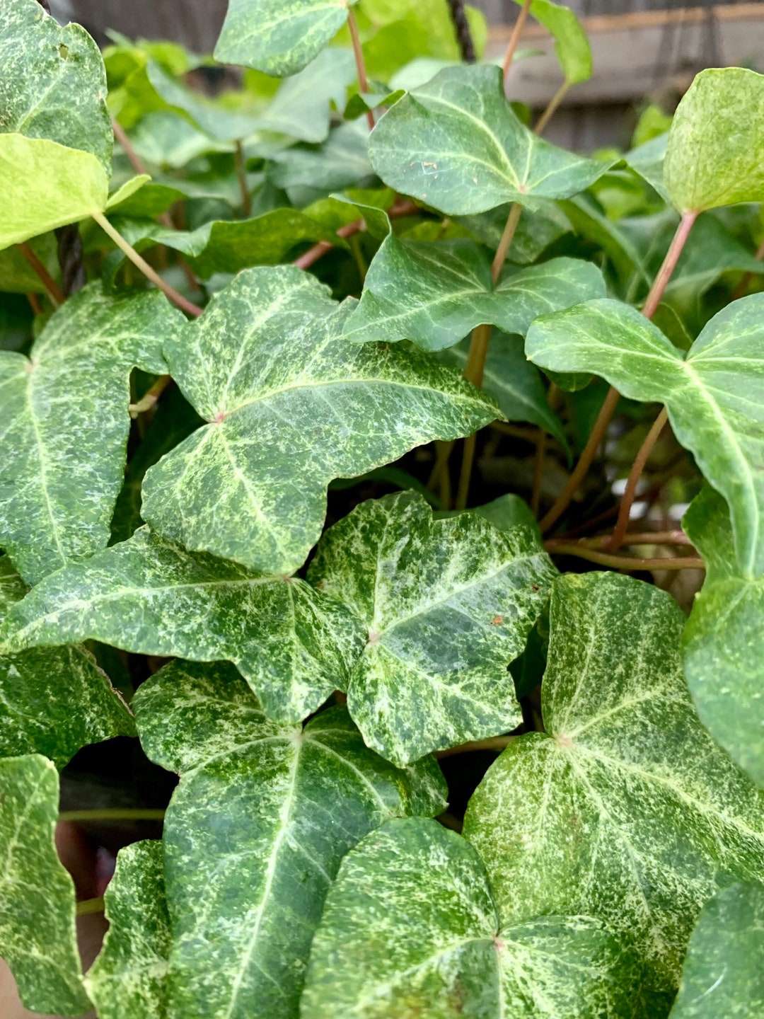 Gold Dust Ivy Hedera Helix - Etsy