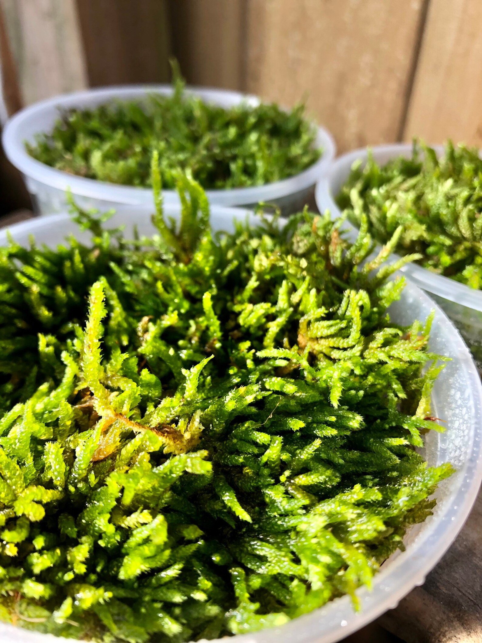 Spoon Leaved Moss, Bryoandersonia Illecebra, Live Terrarium Moss - Etsy