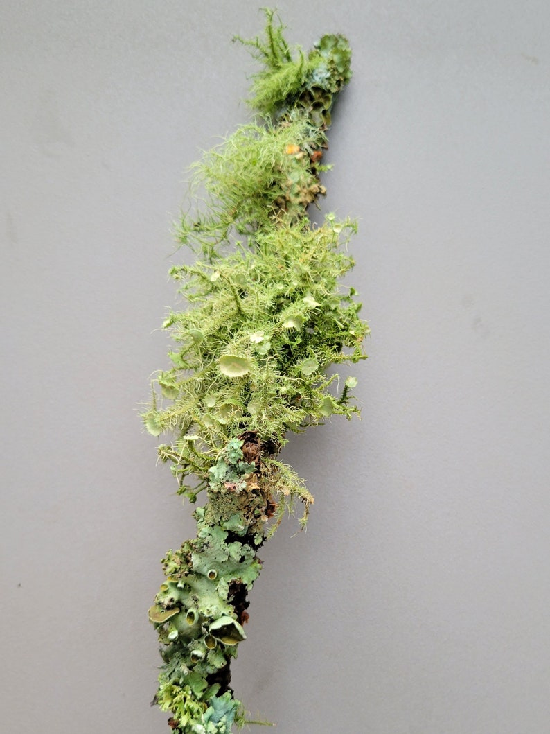 Natural Lichen Branches: Colorful Lichen Varieties and Assorted Sizes ...