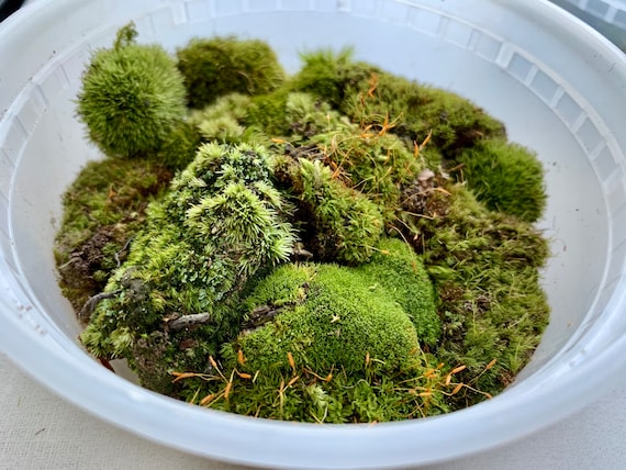 Mini Terrarium Moss Mix - Etsy