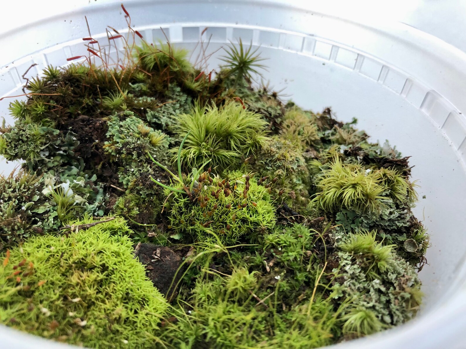 Mini Terrarium Moss Mix - Etsy