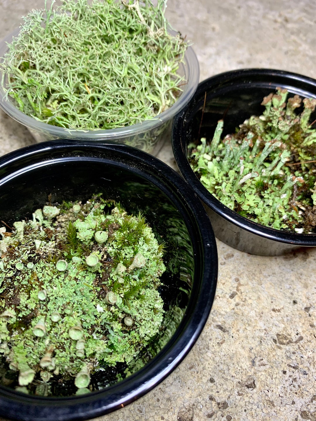 Lichen Sampler, a Trio of Live Lichens, 100% Natural Lichens for ...