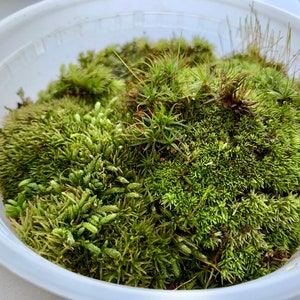 Mini Terrarium Moss Mix - Etsy