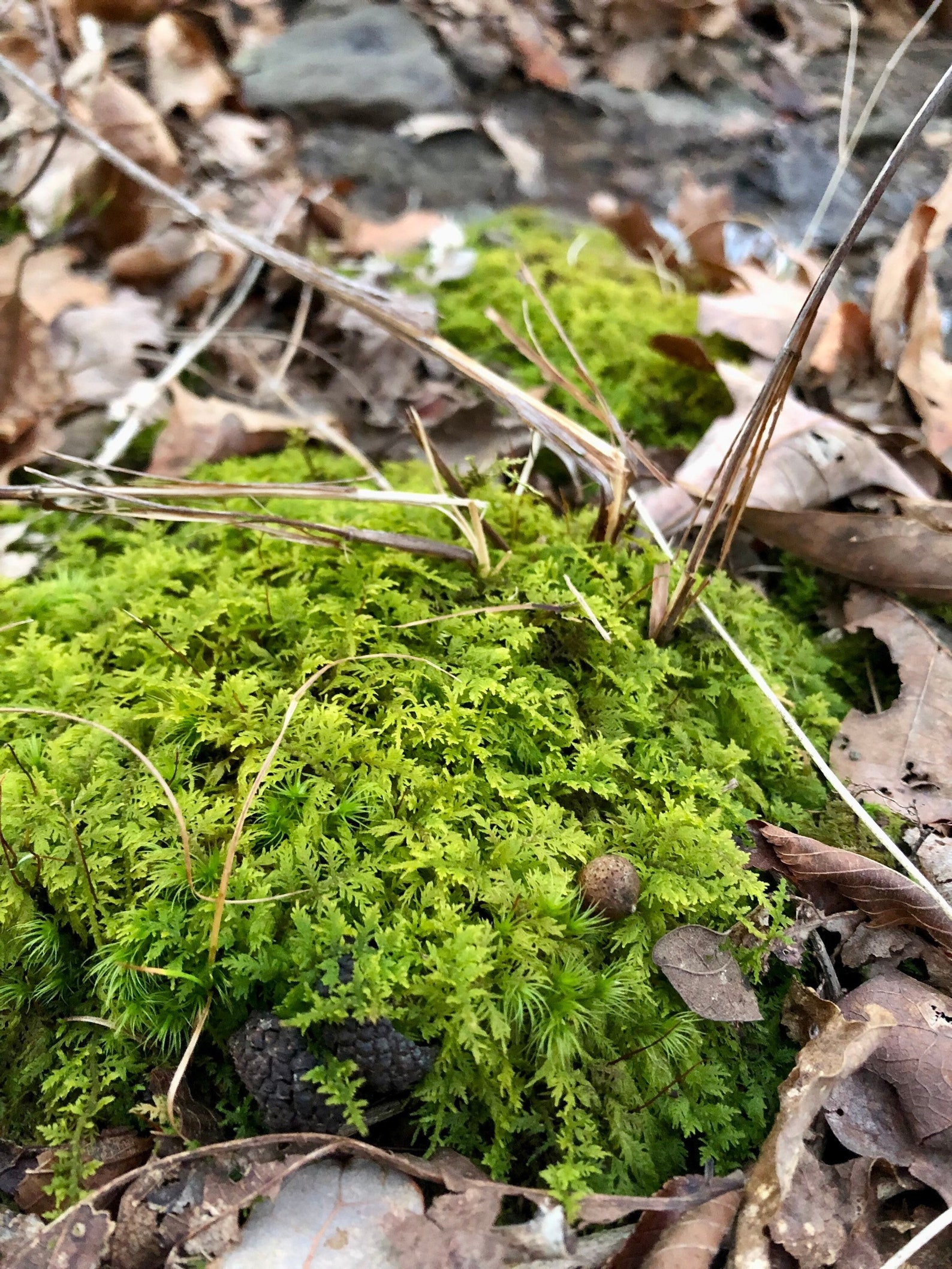 Feather Moss Hypnum Imponens Sheet Moss - Etsy