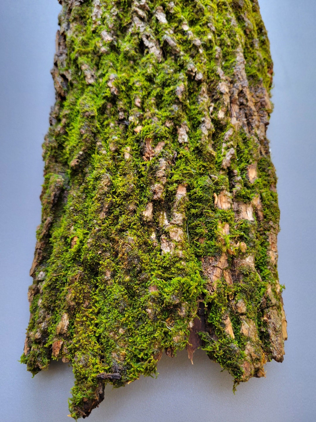 Mossy Bark, 18 Natural Bark Panel - Etsy