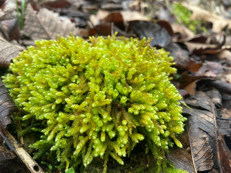 Spoon Leaved Moss, Bryoandersonia Illecebra, Live Terrarium Moss - Etsy