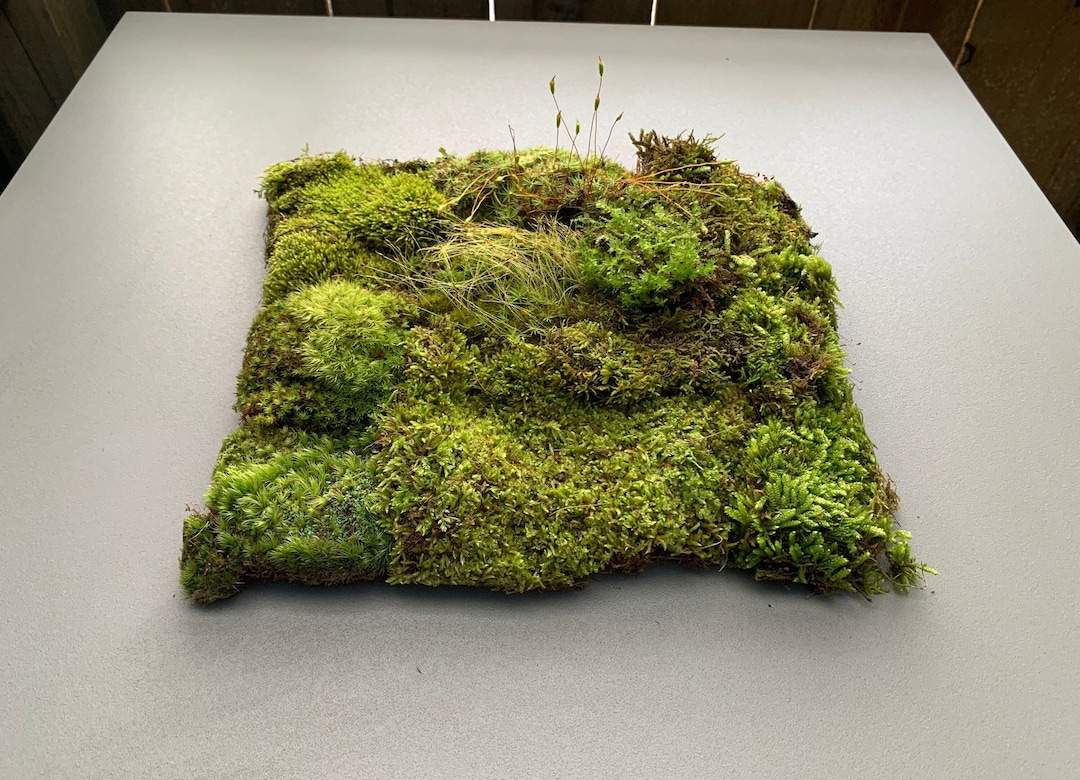 Terrarium Moss Variety Bag, All Natural Mosses and Lichens - Etsy