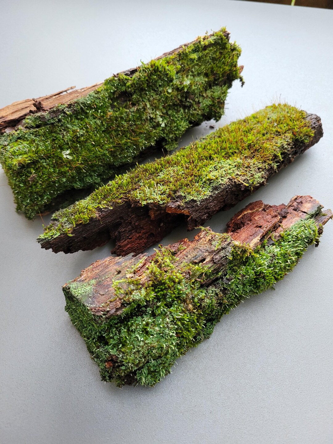 Mossy Wood + Lichens, Live Terrarium Decor 3pcs - Etsy