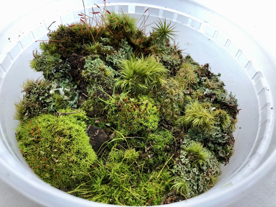 Mini Terrarium Moss Mix - Etsy