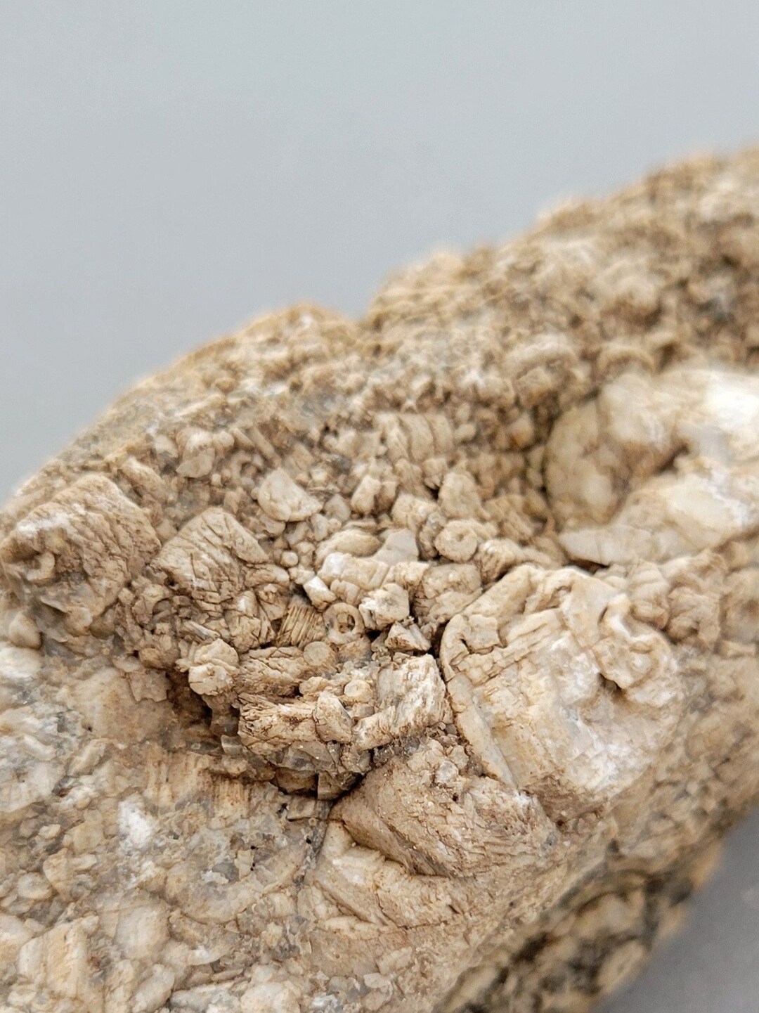 Crinoid Rock 4, River Rock With Fossils - Etsy