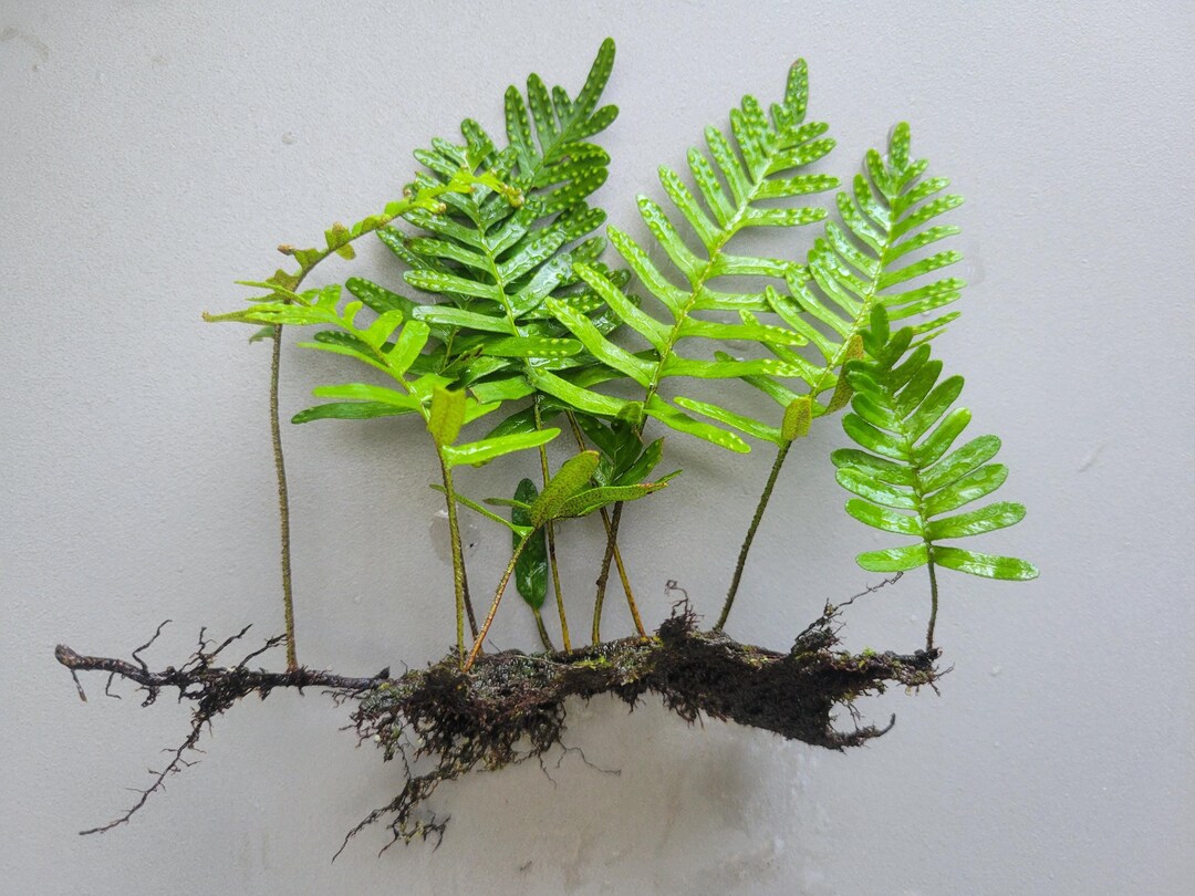 Resurrection Ferns, Live Terrarium Plants, Pleopeltis Polypodioides - Etsy