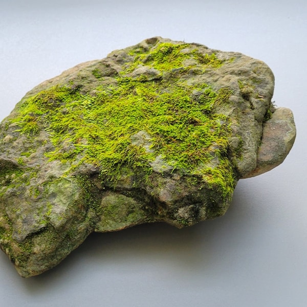 Moss Rock - Etsy