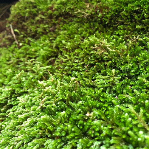 Spoon Leaved Moss Bryoandersonia Illecebra Live Terrarium Moss - Etsy
