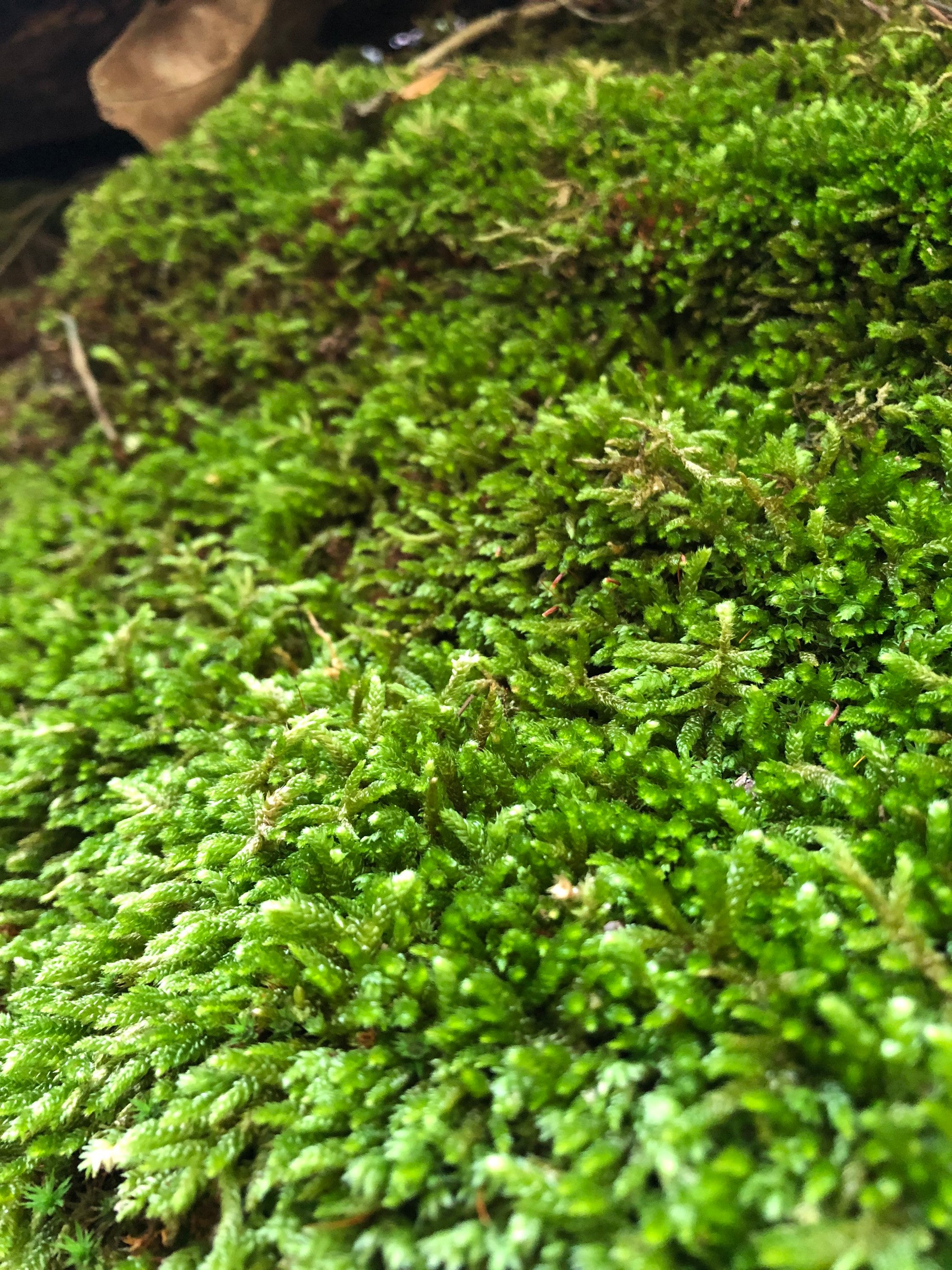Spoon Leaved Moss, Bryoandersonia Illecebra, Live Terrarium Moss - Etsy