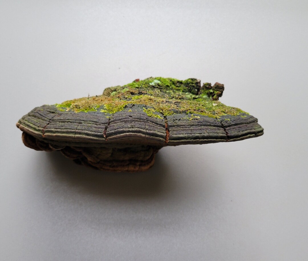 Artist Conk, Shelf Mushroom 11" Cracked Cap Polypore, Phellinus ...