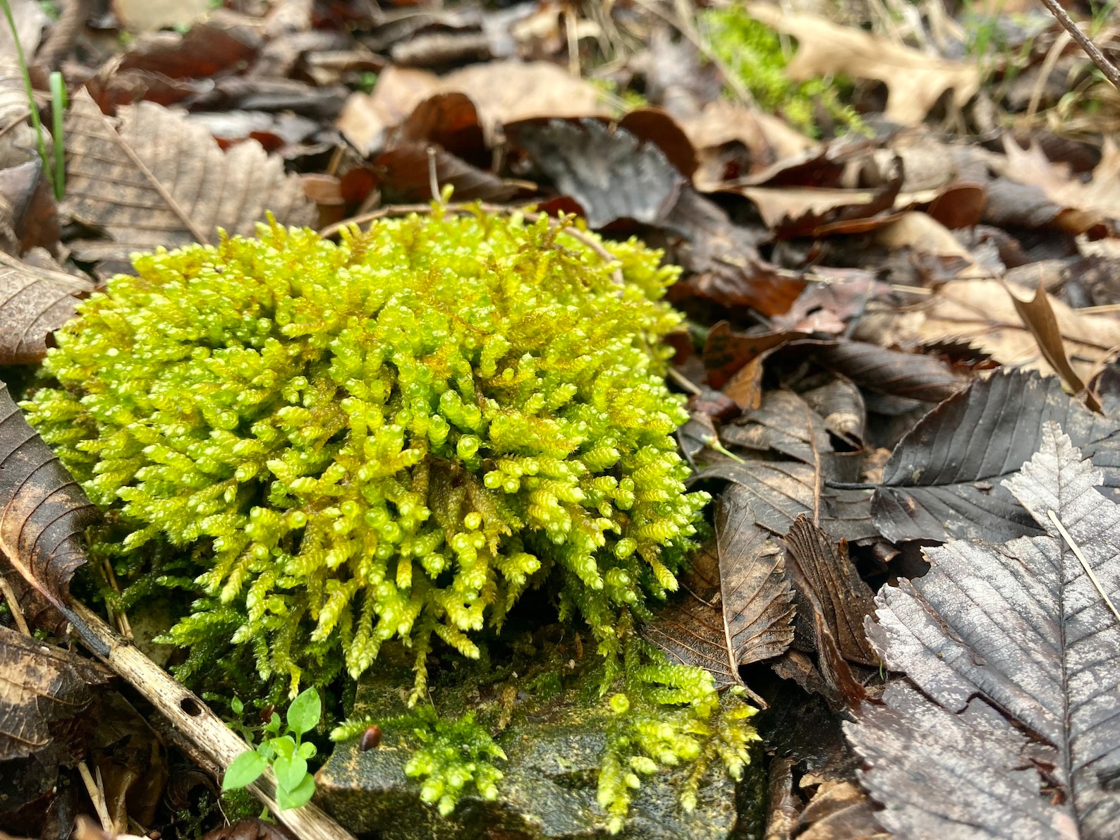 Spoon Leaved Moss, Bryoandersonia Illecebra, Live Terrarium Moss - Etsy