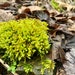 Spoon Leaved Moss, Bryoandersonia Illecebra, Live Terrarium Moss - Etsy
