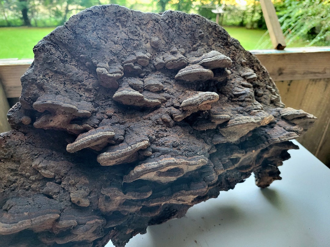 XL Conk, Shelf Mushroom 20" Cracked Cap Polypore, Phellinus Robiniae - Etsy