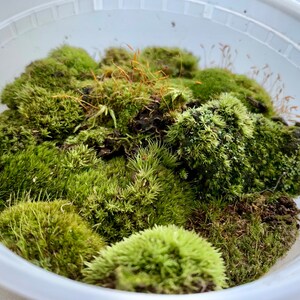 Mini Terrarium Moss Mix - Etsy