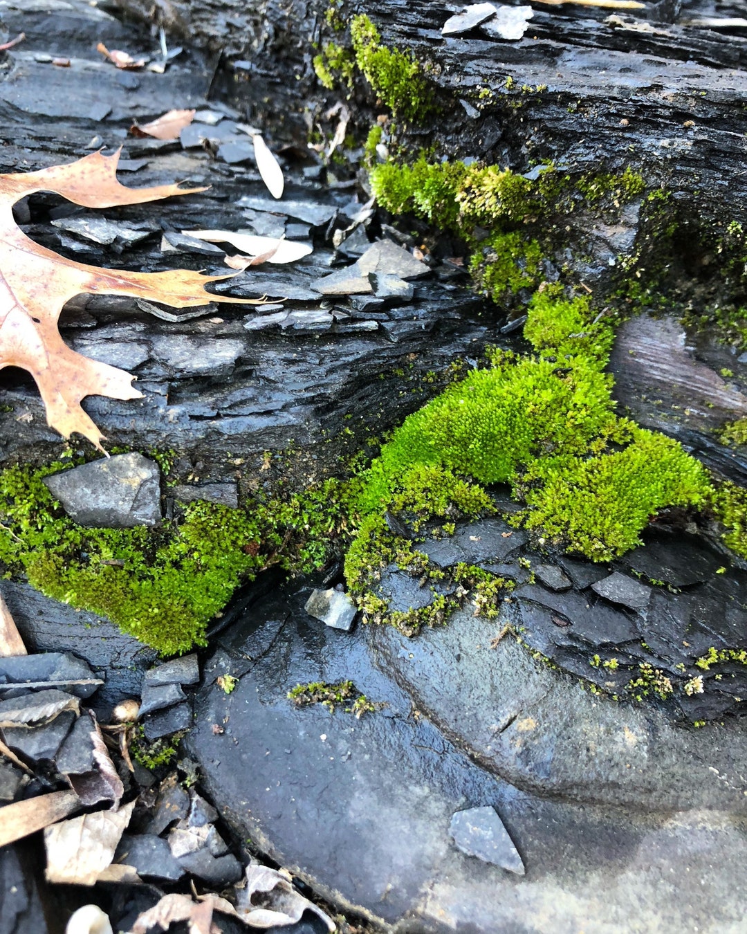 Black Shale River Rocks Natural Terrarium Decor Aquarium Rocks - Etsy