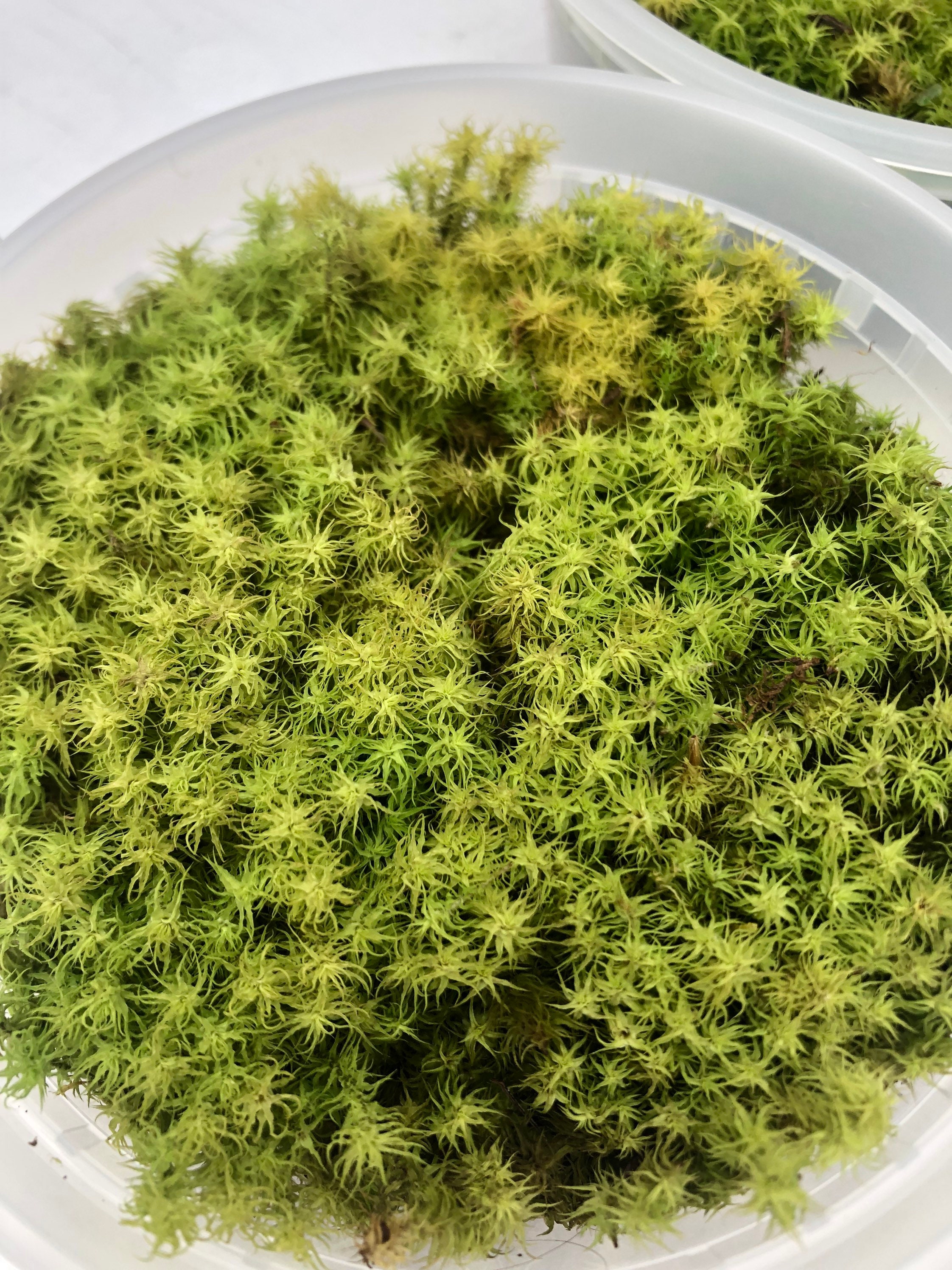 Twisted Moss Syntrichia Ruralis - Etsy