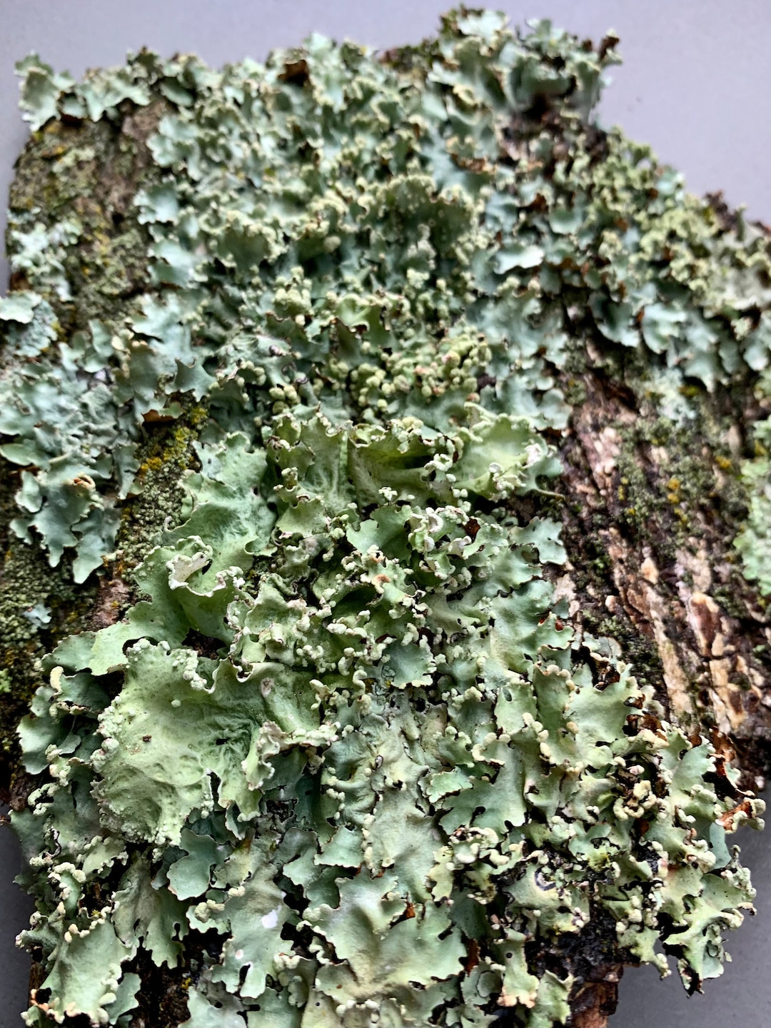 Lichen Bark Assortment 3 Sizes Available All Natural Terrarium Decor - Etsy