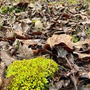 Spoon Leaved Moss, Bryoandersonia Illecebra, Live Terrarium Moss - Etsy