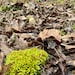 Spoon Leaved Moss, Bryoandersonia Illecebra, Live Terrarium Moss - Etsy