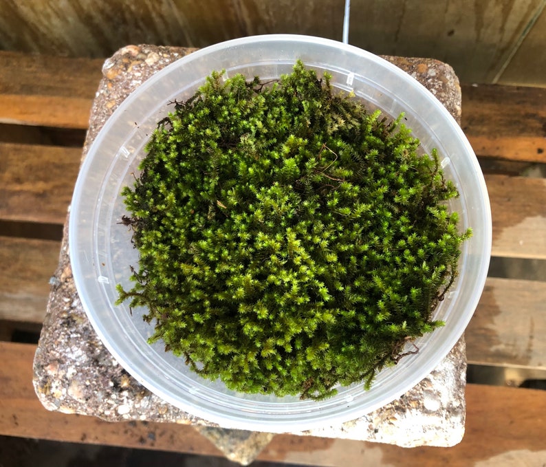 Star Moss Tortula Ruralis - Etsy