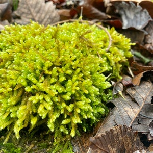 Spoon Leaved Moss, Bryoandersonia Illecebra, Live Terrarium Moss - Etsy
