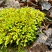 Spoon Leaved Moss, Bryoandersonia Illecebra, Live Terrarium Moss - Etsy