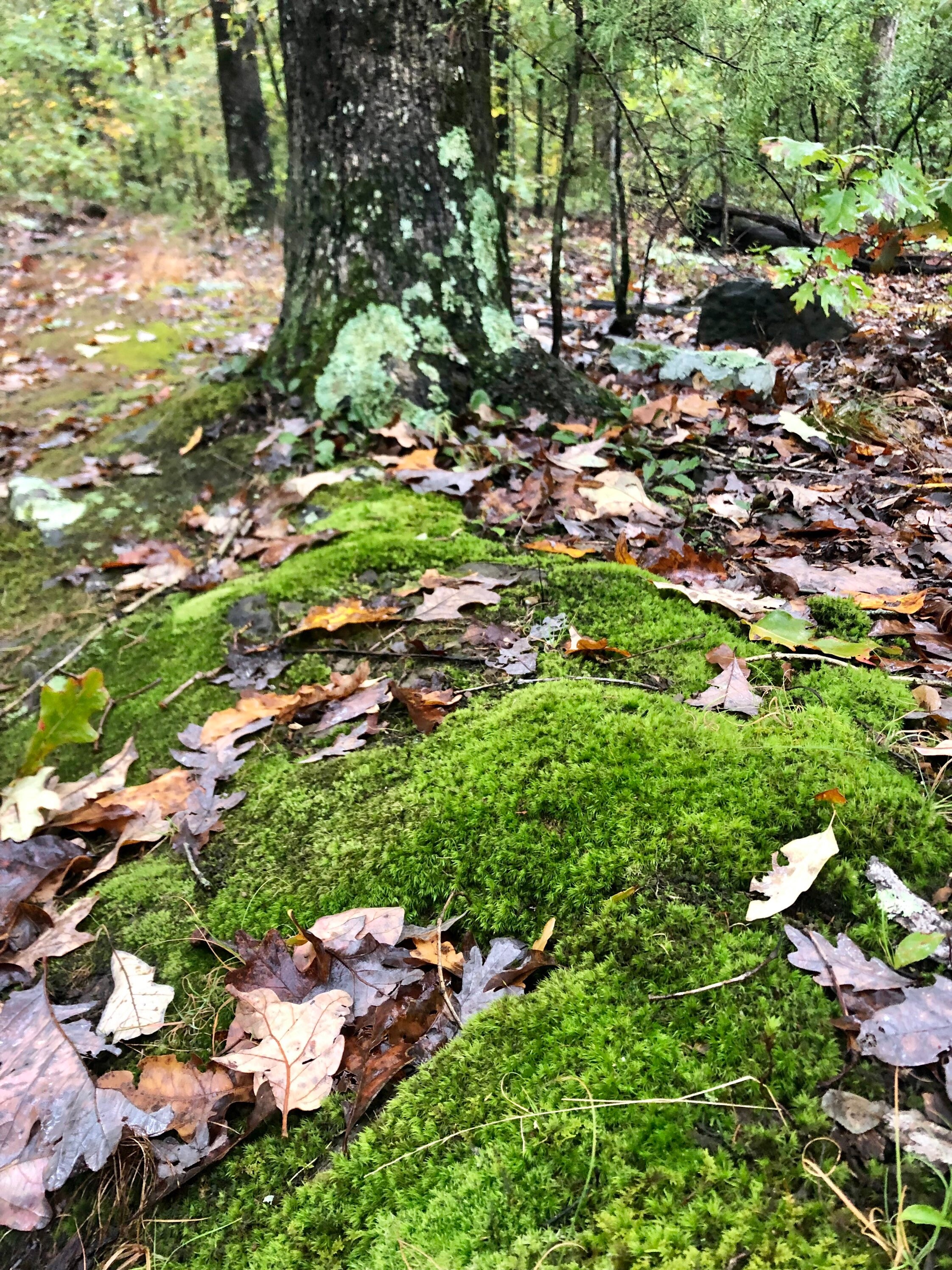 Home & Hobby Craft Supplies & Tools Thick vibrant Mood Moss Dicranum ...